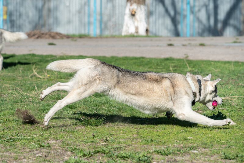 Husky Dog Playing Outdoors with a Ball Stock Photo - Image of fetch ...