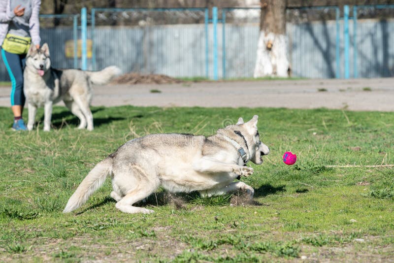 Husky Dog Playing Outdoors with a Ball Stock Image - Image of hunt ...