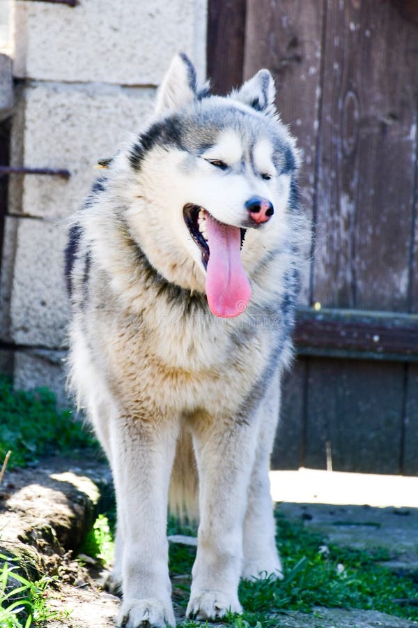Husky dog stock image. Image of dignity, natural, blue - 112201807