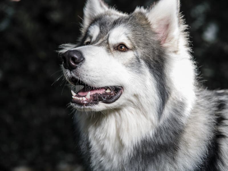 Husky dog stock image. Image of grey, tame, quality, husky - 70892919