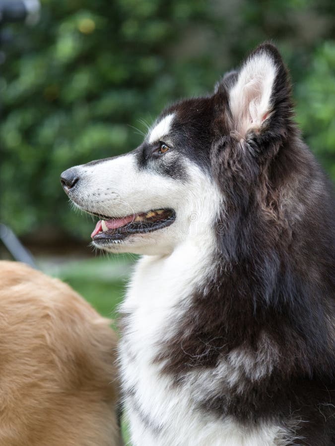 Husky dog stock image. Image of looking, tame, cute, strong - 70895963