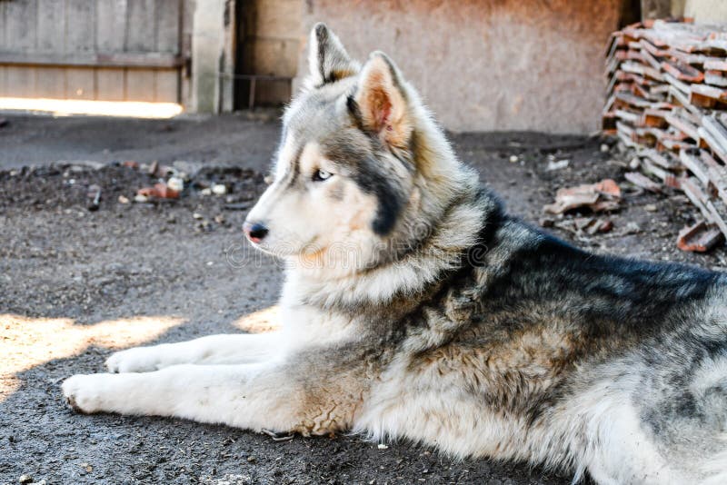 Husky dog stock photo. Image of respect, posing, freedom - 106817154