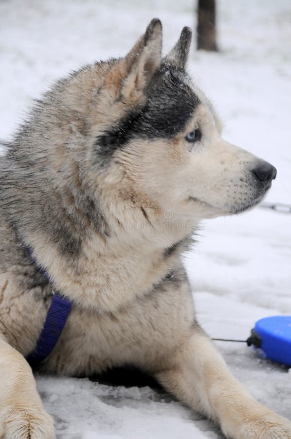 Husky dog profile stock image. Image of markings, dogs - 15265351