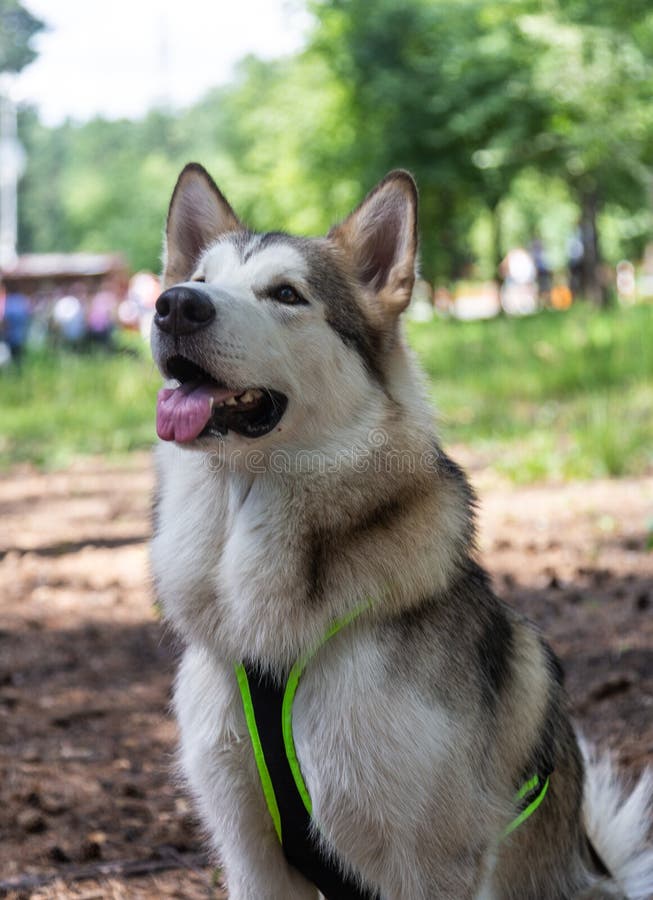 Husky Dog Ready To Perform Any Command of the Host, Russia Stock Photo ...