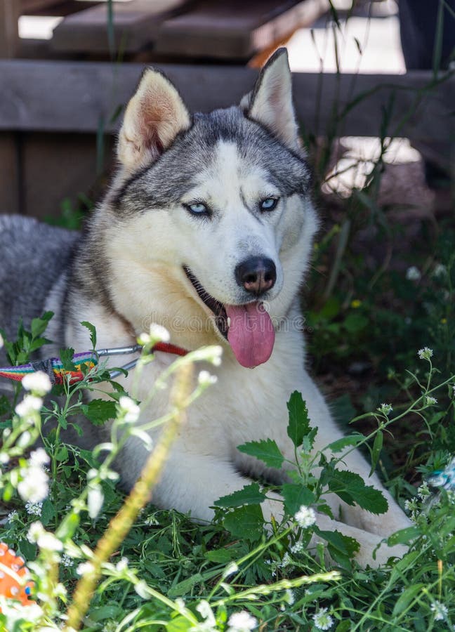 Husky Dog Resting in the Shade after a Workout, Russia Stock Image ...
