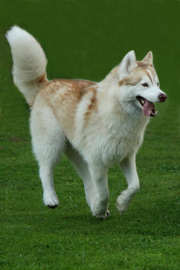 Husky Dog Running on Grass stock photo. Image of cute - 20482314