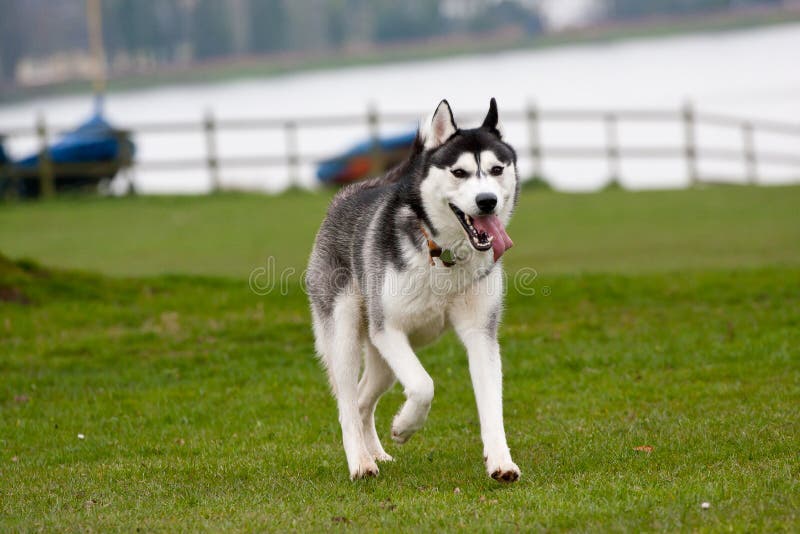 Husky Dog Running stock photo. Image of lake, poking - 38999298