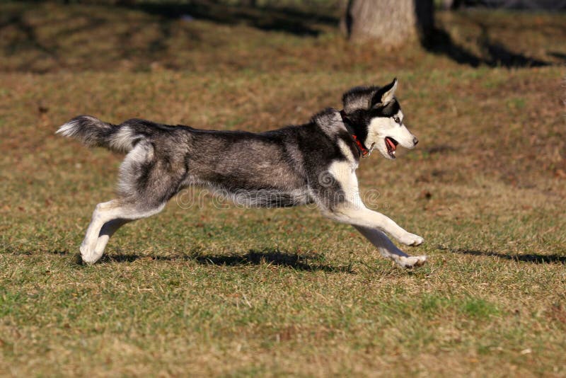 Husky Dog Runs on the Grass in Summer Stock Image - Image of pedigree ...