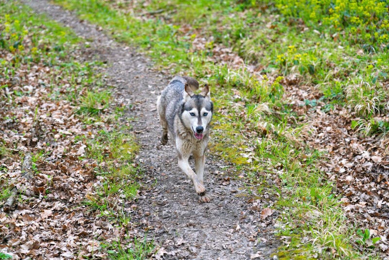 Husky Dog Runs Green Spring Forest Stock Photos - Free & Royalty-Free ...