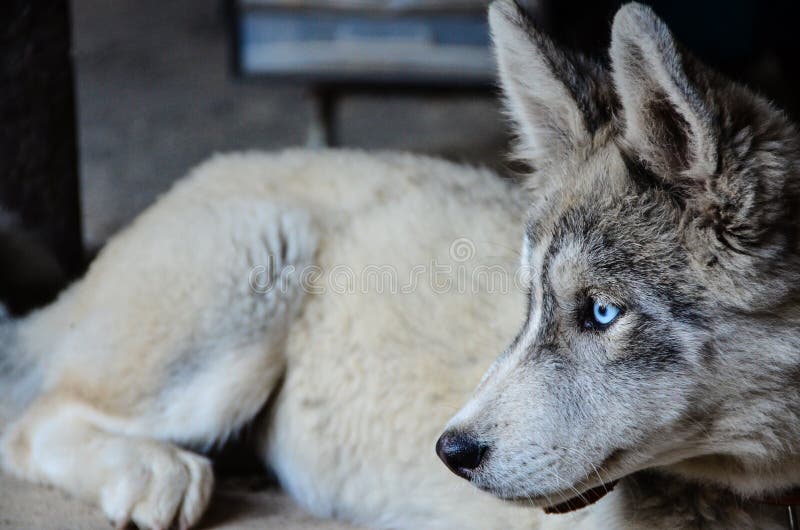 Sad husky dog stock image. Image of beast, family, eskimo - 5735907