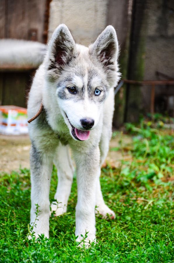 Sad husky dog stock image. Image of beast, family, eskimo - 5735907