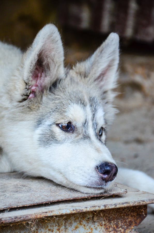 Sad Husky Dog Stock Photos - Download 884 Royalty Free Photos