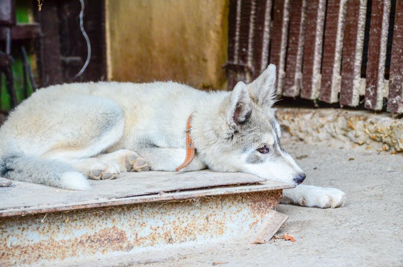 Sad husky dog stock image. Image of beast, family, eskimo - 5735907