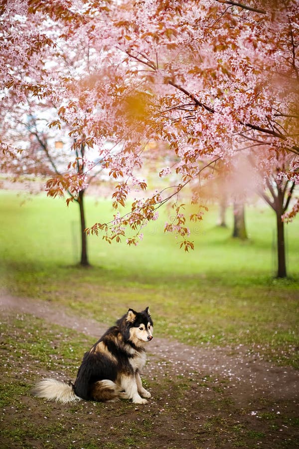 Husky dog in Sakura stock photo. Image of flora, fruit - 182863350