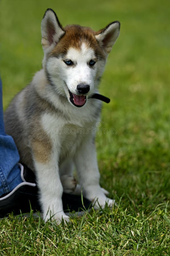 Husky stock photo. Image of friend, husky, mammals, flora - 42267002