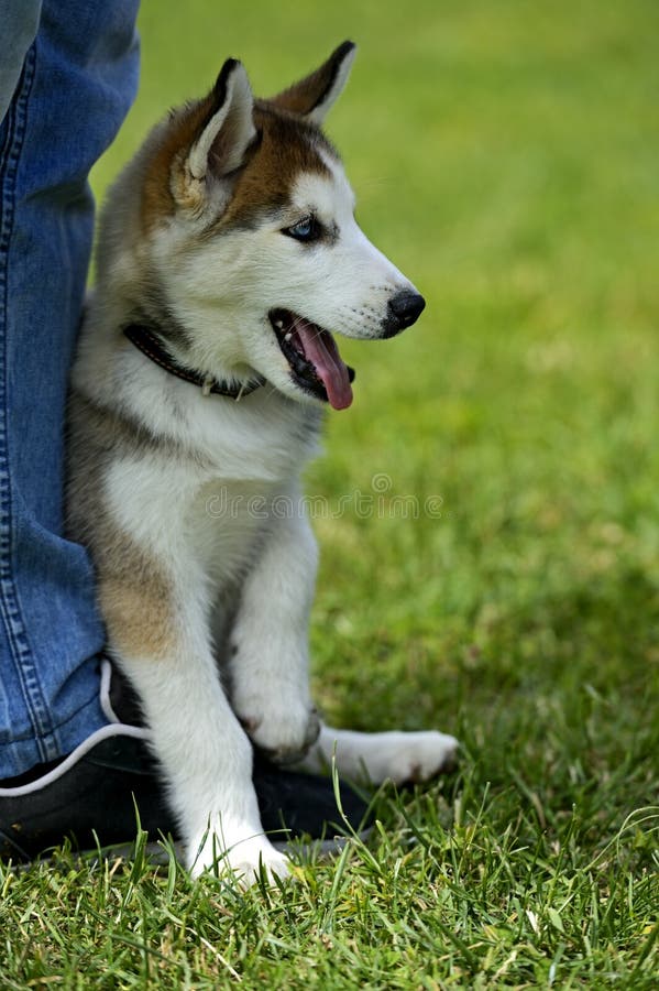 Husky stock photo. Image of husky, grass, dogs, habitat - 42267036
