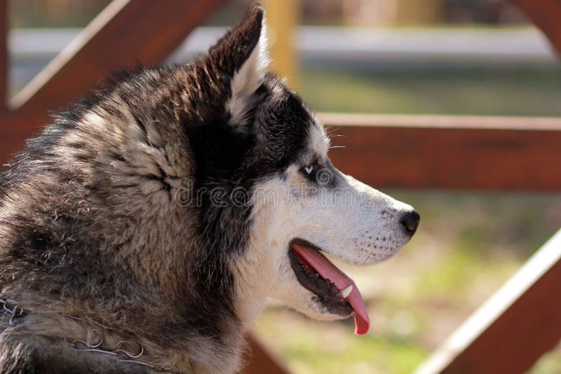 Husky Dog from the Side stock photo. Image of food, bark - 146351380