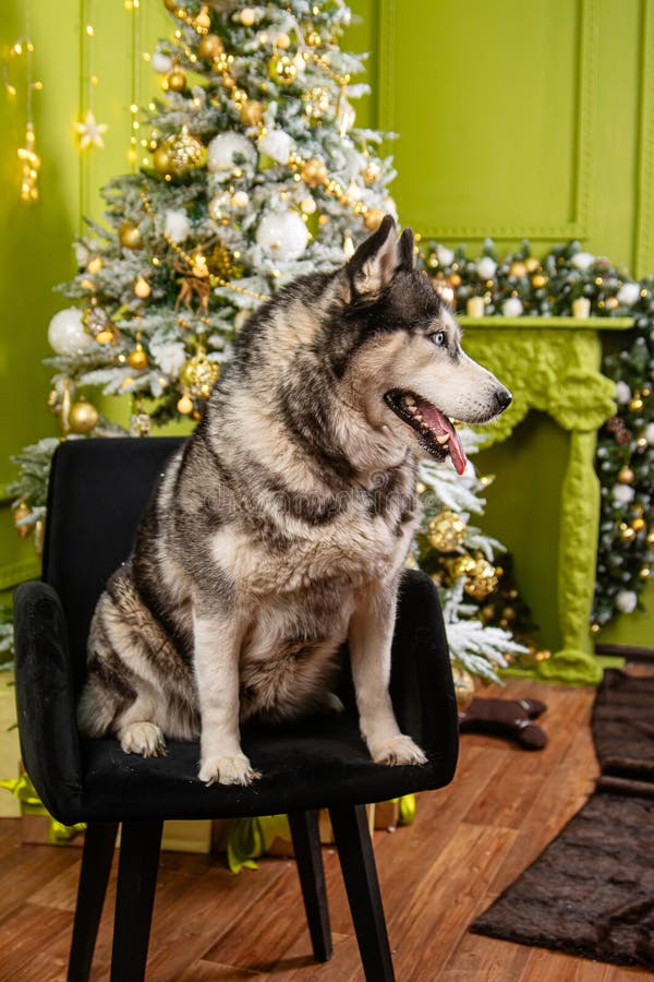 A Husky Dog ??sits in a Black Chair Against the Backdrop of a Christmas ...