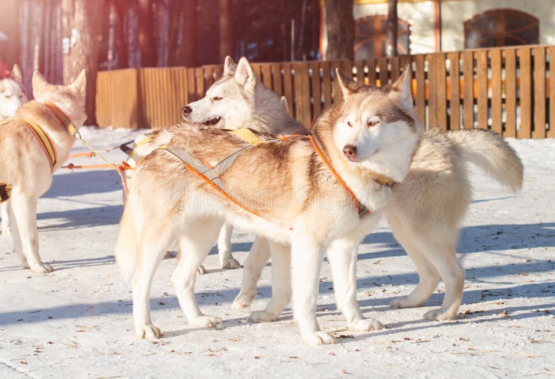 Husky in a dog sled stock photo. Image of polar, norway - 111461990