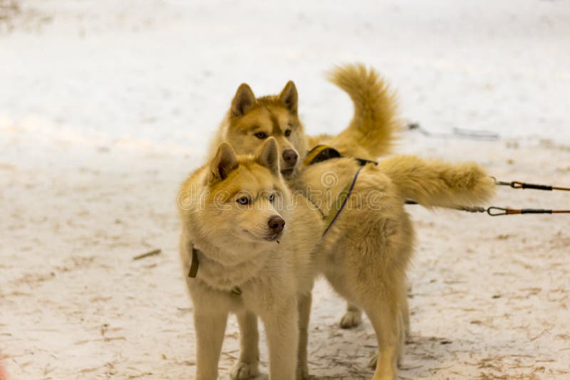Husky dog sledging stock photo. Image of sledding, siberian - 107320538