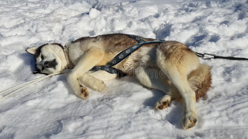 Can Huskies Sleep In The Snow