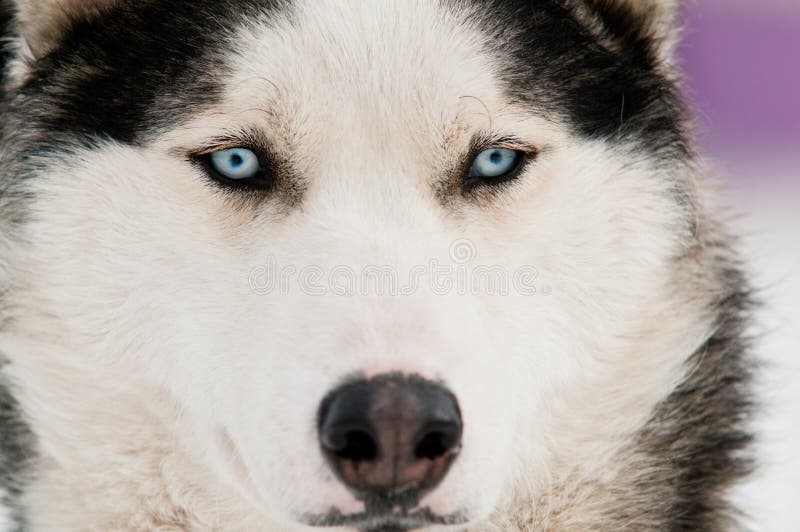 Husky dog smile stock image. Image of eyes, alps, canin - 13403605