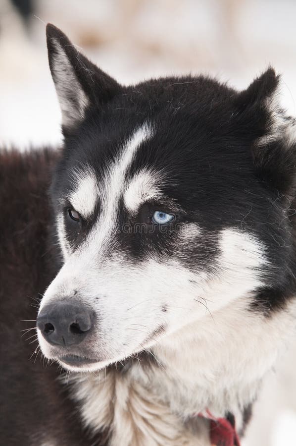 Husky dog smile stock photo. Image of winter, eyed, autrans - 13403836