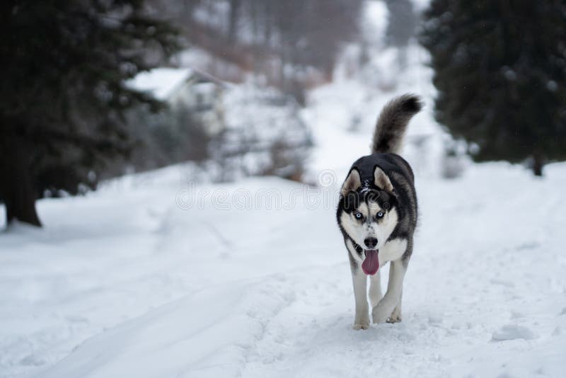 Husky Dog in the Snow Having Fun Stock Photo - Image of forests, sled ...