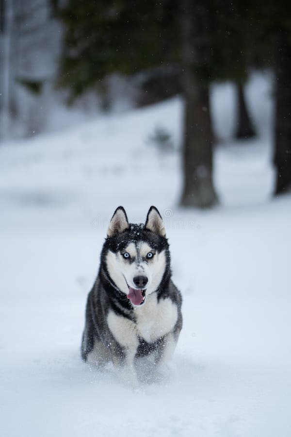 Husky Dog in the Snow Having Fun Stock Image - Image of travel, animal ...