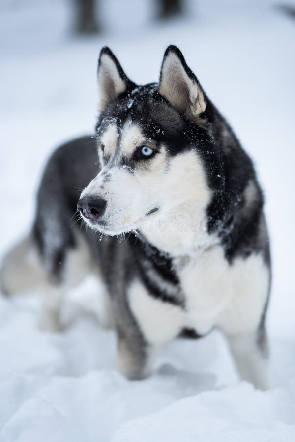 Husky Dog in the Snow Having Fun Stock Photo - Image of eyes, sleddog ...