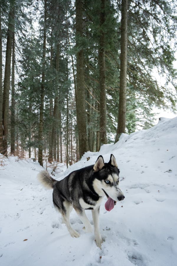 Husky Dog in the Snow Having Fun Stock Image - Image of husky, huskies ...