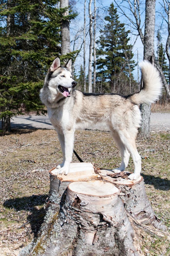 Husky dog standing stock image. Image of body, trunk - 61343317