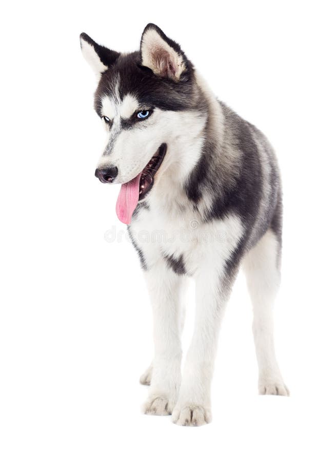 Husky Dog Stands with a Sly Muzzle Stock Photo - Image of people ...
