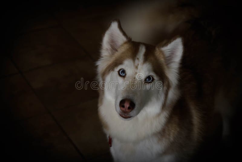 Staring Husky Stock Images - Download 493 Royalty Free Photos
