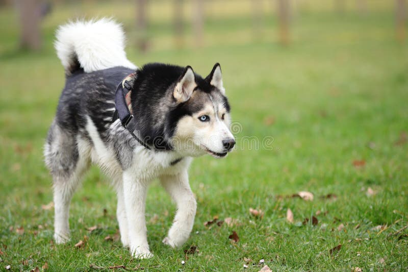 Husky Dog Staying Alert Position Stock Photos - Free & Royalty-Free ...