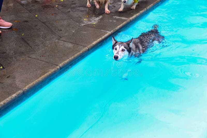 Husky dog ??swimming stock photo. Image of person, retriever - 337031790