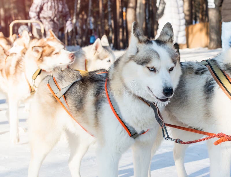 Husky. Dog team stock photo. Image of group, dogsledding - 111461994