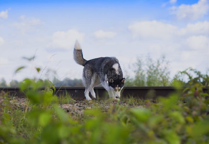 Husky dog on train stock photo. Image of nature, railway - 162203422