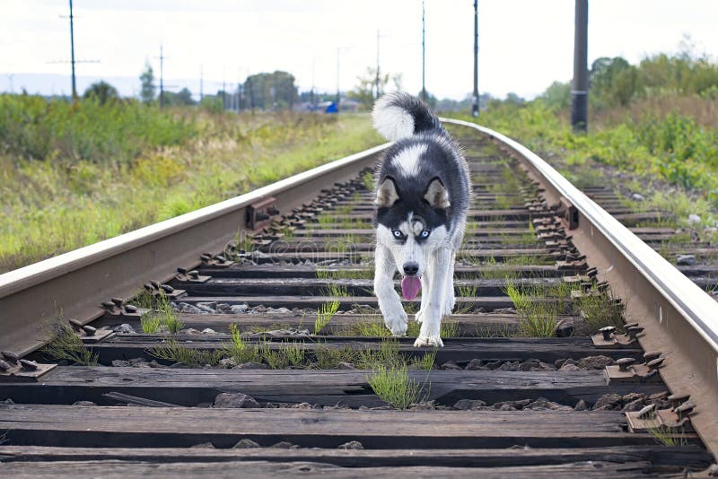 Husky dog on train stock photo. Image of season, railway - 162203438