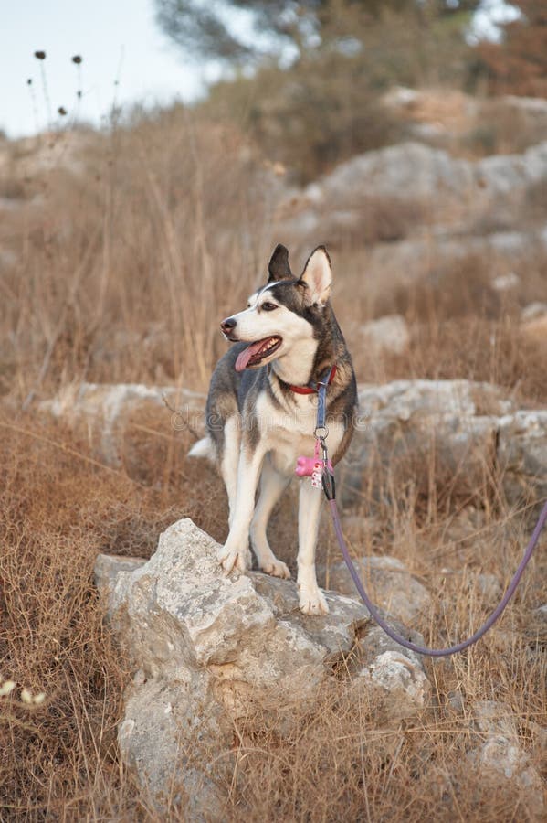 Husky Dog for a Walk in the Park Stock Image - Image of outdoors ...