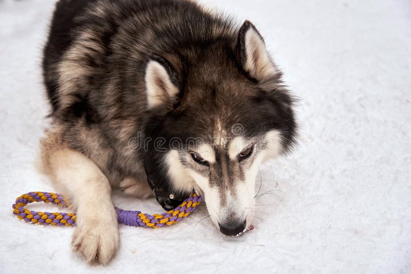 Husky Dog for a Walk in the Winter. Sad Dog Stock Image - Image of ...