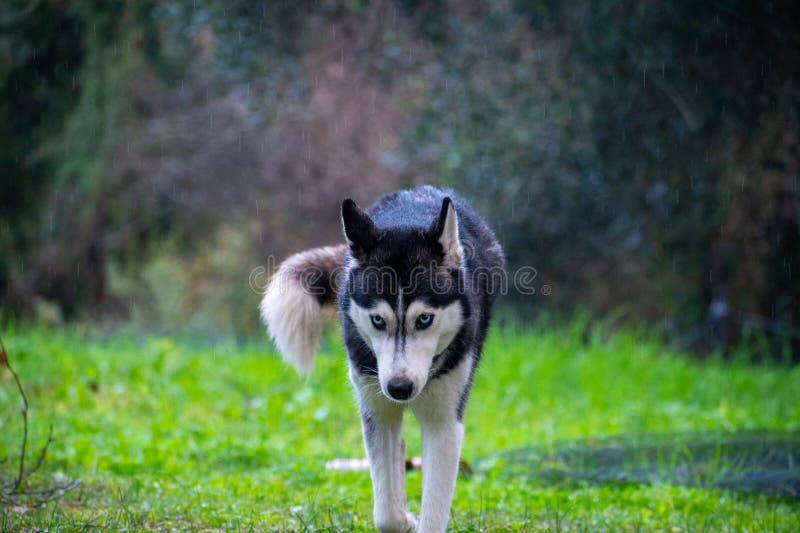 Husky Dog Walking in the Rain Stock Photo - Image of blue, walking ...