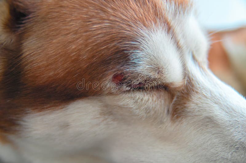 Husky Dog with a Wound Over His Eye. Stock Photo - Image of portrait ...