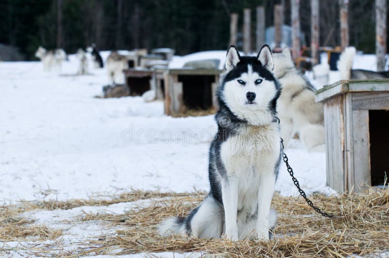Husky dogs stock image. Image of winter, chained, canada - 7992831