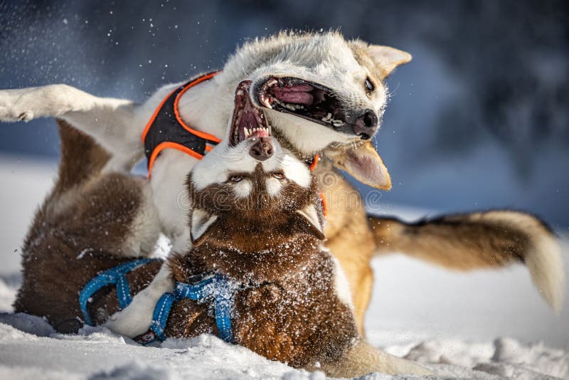 Two Dogs are Fighting Each Other Stock Image - Image of family, life ...