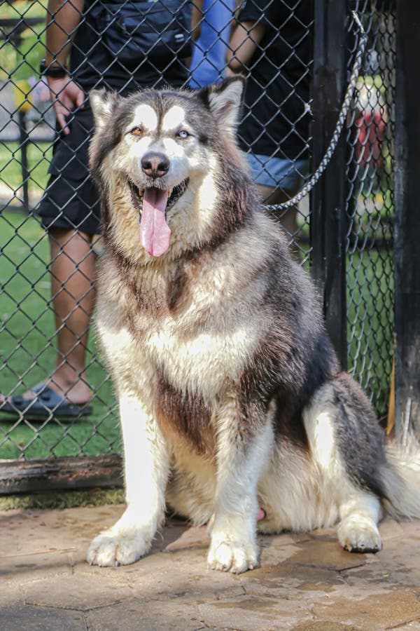 Husky Dogs Have 2 Different Colored Eyes Stock Image - Image of animal ...