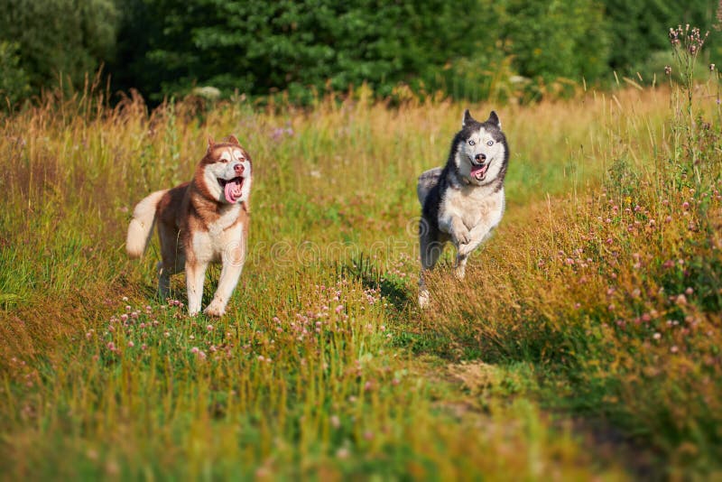 Husky Dogs Have Fun Playing on a Walk in the Park. Husky Dogs Quickly ...