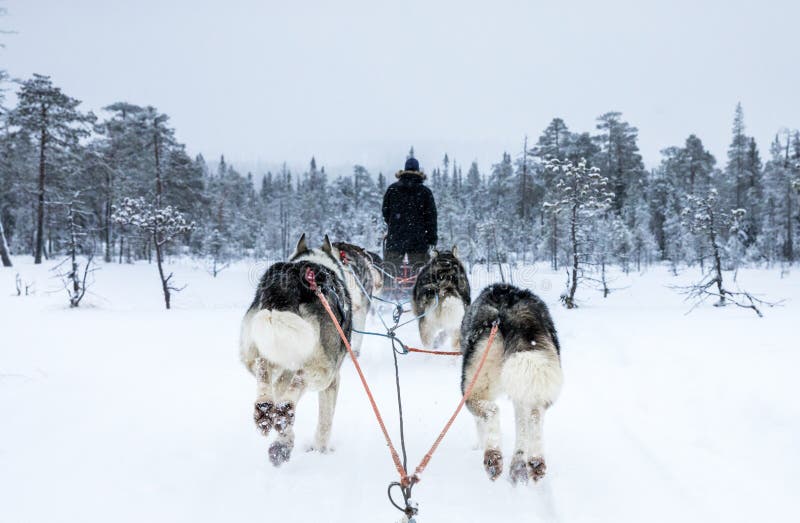 Working Husky Dogs in Arctic Finalnd Stock Image - Image of north, wild ...