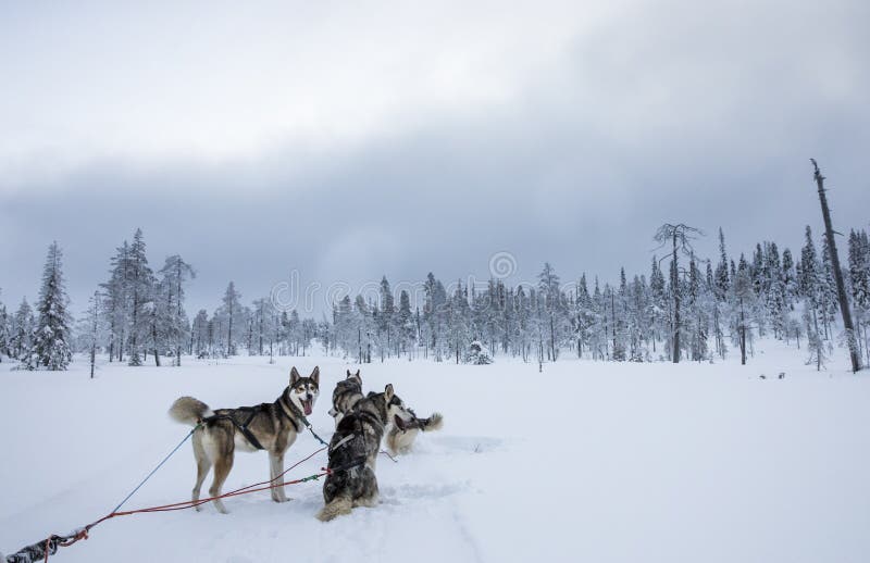 Working Husky Dogs in Arctic Finalnd Stock Image - Image of north, wild ...