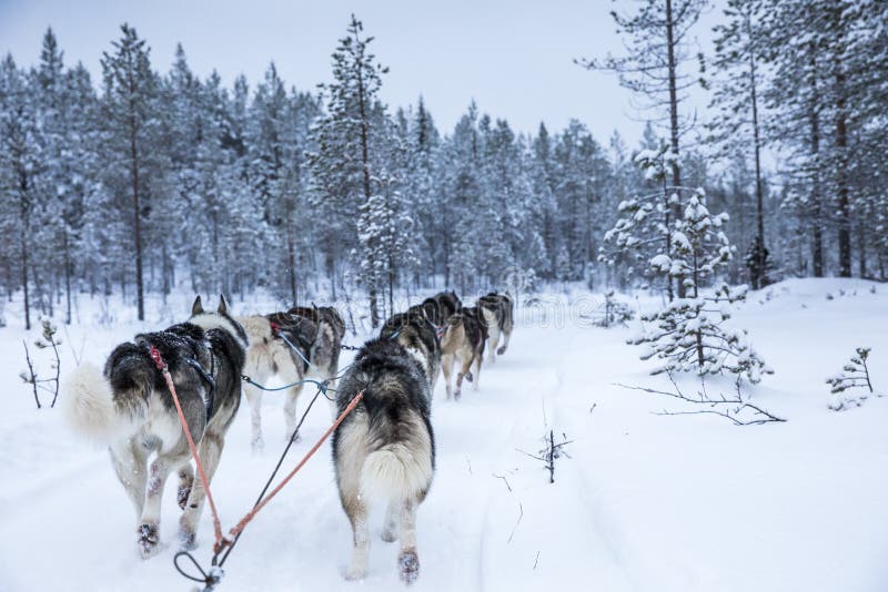 Working Husky Dogs in Arctic Finalnd Stock Photo - Image of region ...
